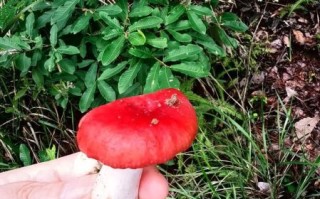 红伞伞白杆杆是什么蘑菇_中毒症状多久出现