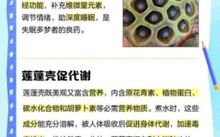 莲蓬怎么吃_莲蓬的吃法有哪些