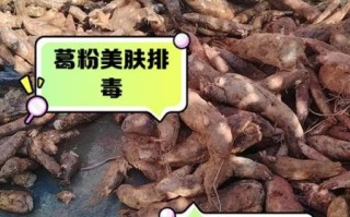 葛粉的功效与作用_葛粉的副作用有哪些