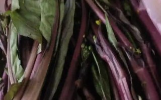 红菜苔怎么择菜_红菜苔择菜技巧