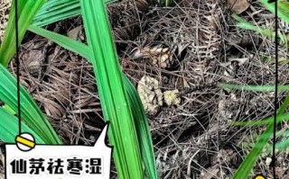 仙茅草长什么样_仙茅草的功效与作用