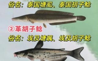 鲶鱼种类有哪些_鲶鱼怎么区分