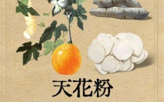 天花粉的功效与作用禁忌_孕妇能吃吗