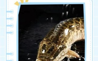 为什么不吃黑鱼_黑鱼禁忌有哪些