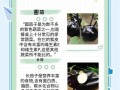茄子有什么营养价值_茄子功效与作用有哪些
