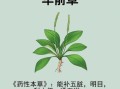 车前草的功效与作用_车前草图片长什么样