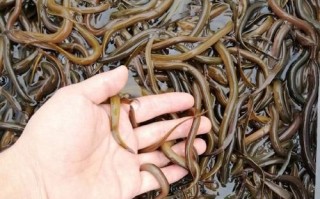 黄鳝鱼苗多少钱一斤_黄鳝鱼苗批发价格行情