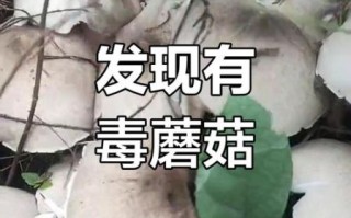 鸡枞菌有毒吗_鸡枞菌中毒症状