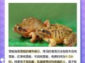雪蛤为什么残忍_雪蛤制作过程真相