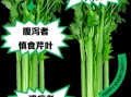 芹菜叶子副作用_芹菜叶子哪些人不能吃