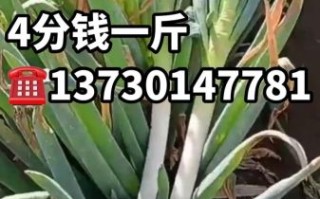 大葱批发价多少钱一斤_2024年大葱价格走势预测