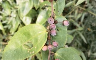 土茯苓治什么病最好_土茯苓对皮肤病效果好吗