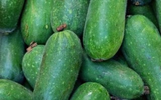 节瓜图片_节瓜和冬瓜的区别