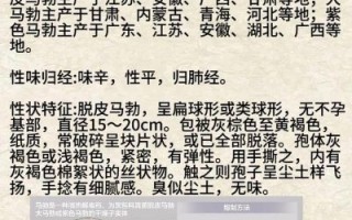 马勃图片长什么样_如何辨别真假马勃
