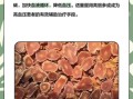 高丽参怎么吃效果最好_高丽参的功效与作用