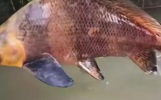 胭脂鱼怎么养_胭脂鱼能长多大