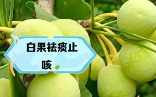 白果对妇科炎症有用吗_白果调理月经怎么吃