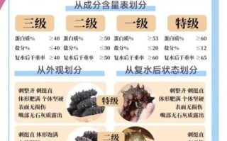 干海参价格多少钱一斤_干海参怎么挑选 干海参价格多少钱一斤_干海参怎么挑选