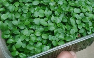 香椿芽苗菜怎么种_香椿苗几天出苗