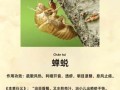 知了药用功效与作用_知了壳有什么功效