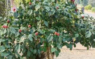 山里红的功效与作用_山里红怎么泡水喝