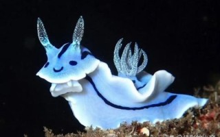 海兔长什么样子_海兔外形特征