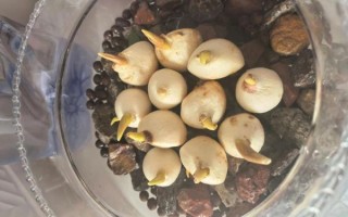 郁金香什么时候种_郁金香怎么种