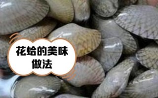 蛤蜊和花甲哪个好吃_口感营养大比拼