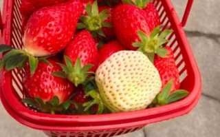 奶油草莓图片怎么拍_奶油草莓图片拍摄技巧