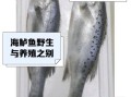 野生海鲈鱼多少钱一斤_野生海鲈鱼为什么这么贵