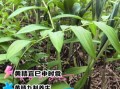 黄精能提高性功能吗_男人吃黄精多久见效