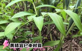 黄精能提高性功能吗_男人吃黄精多久见效