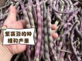 紫芸豆图片_紫芸豆长什么样