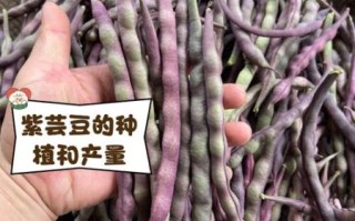 紫芸豆图片_紫芸豆长什么样