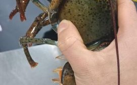 波士顿龙虾营养价值_孕妇能吃吗