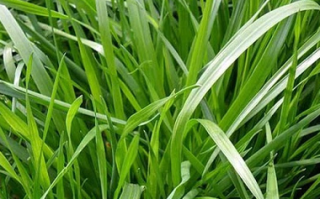 兔子怎么养_兔子吃什么草最安全