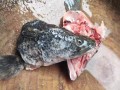 黑鱼头能吃吗_黑鱼头怎么做好吃