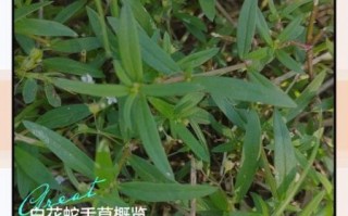 白花蛇舌草的功效与作用_白花蛇舌草能治什么病