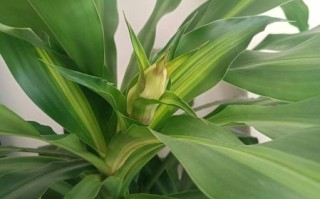 巴西木开花是什么兆头_巴西木开花风水寓意