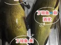 丁桂鱼怎么做好吃_丁桂鱼家常做法大全