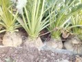 北方甜菜长什么样_北方甜菜种植技术