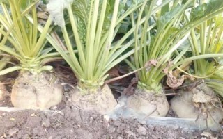 北方甜菜长什么样_北方甜菜种植技术