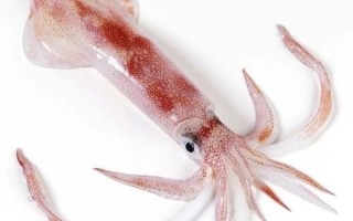 枪乌贼长什么样_枪乌贼和鱿鱼区别