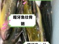 嘎鱼吃什么_嘎鱼怎么养