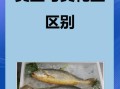 海黄鱼和黄花鱼的区别_哪个更好吃