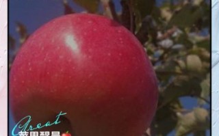 早上吃苹果有什么好处_空腹吃苹果能减肥吗