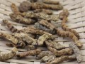 炒僵蚕图片长什么样_如何辨别真假炒僵蚕