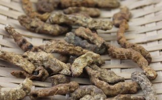 炒僵蚕图片长什么样_如何辨别真假炒僵蚕