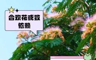 合欢花能治失眠吗_合欢花泡水喝的禁忌