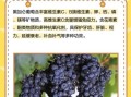 黑加仑是葡萄吗_黑加仑和葡萄的区别
